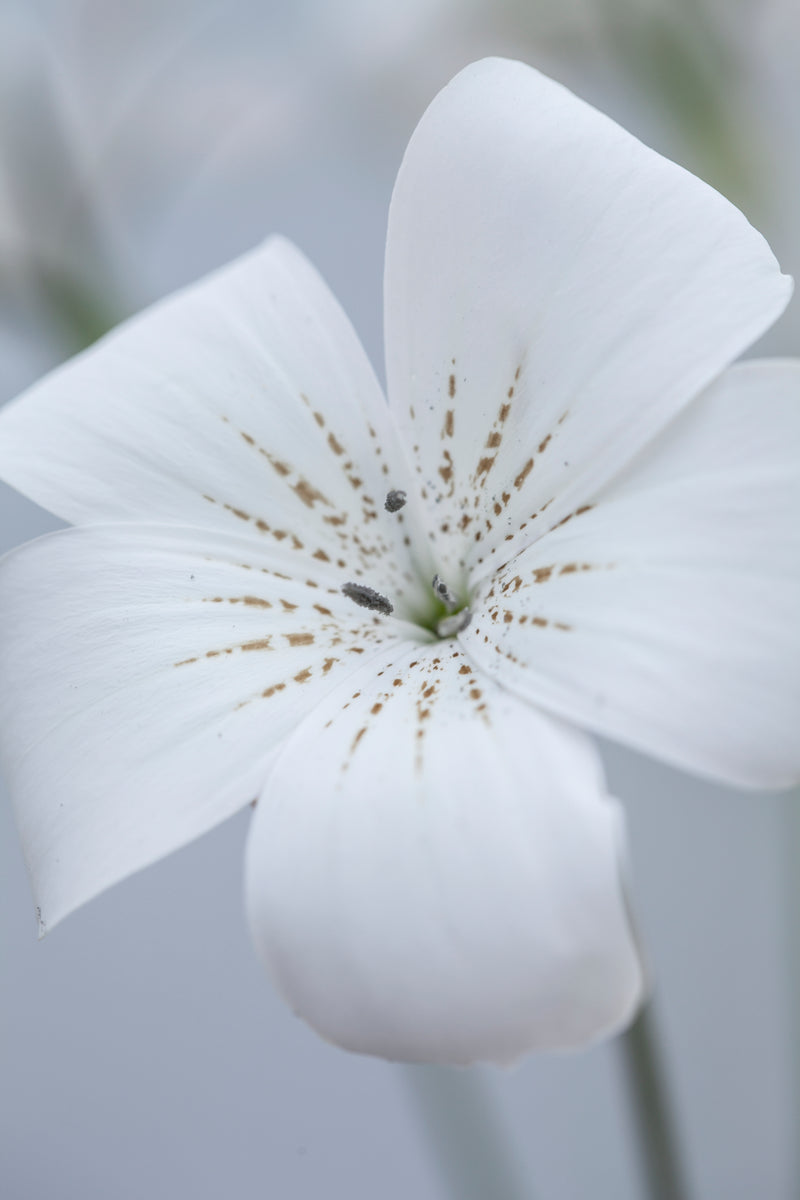 Flower Seed – akanaka blooms-the store