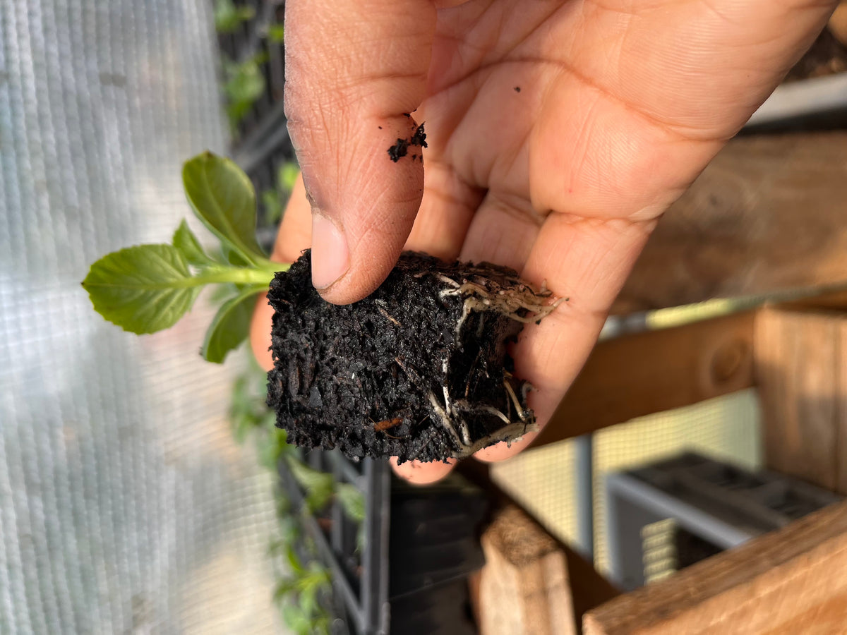 Mini Dahlia Plants – akanaka blooms-the store