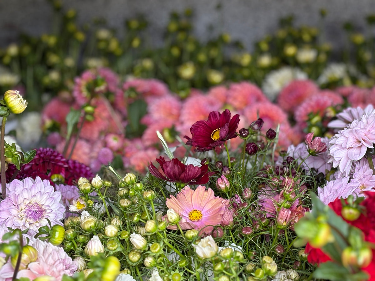The Cut Flowers – akanaka blooms-the store